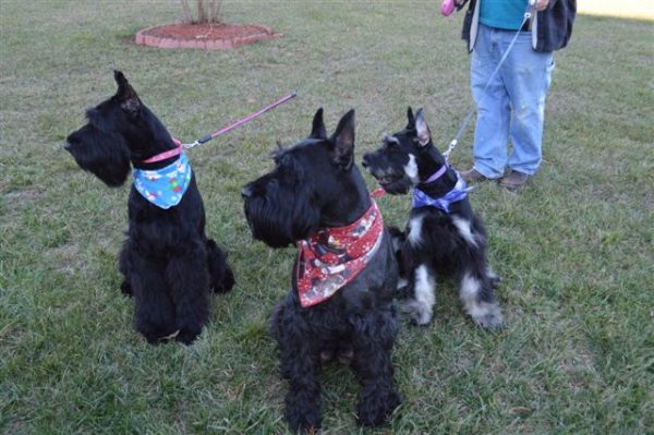 Giant Schnoodle Breeders & Puppies for Sale in Raleigh NC | Pierce ...
