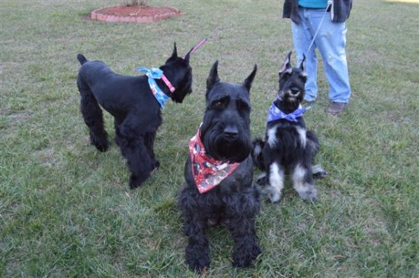 Giant Schnoodle Breeders & Puppies for Sale in Raleigh NC | Pierce ...