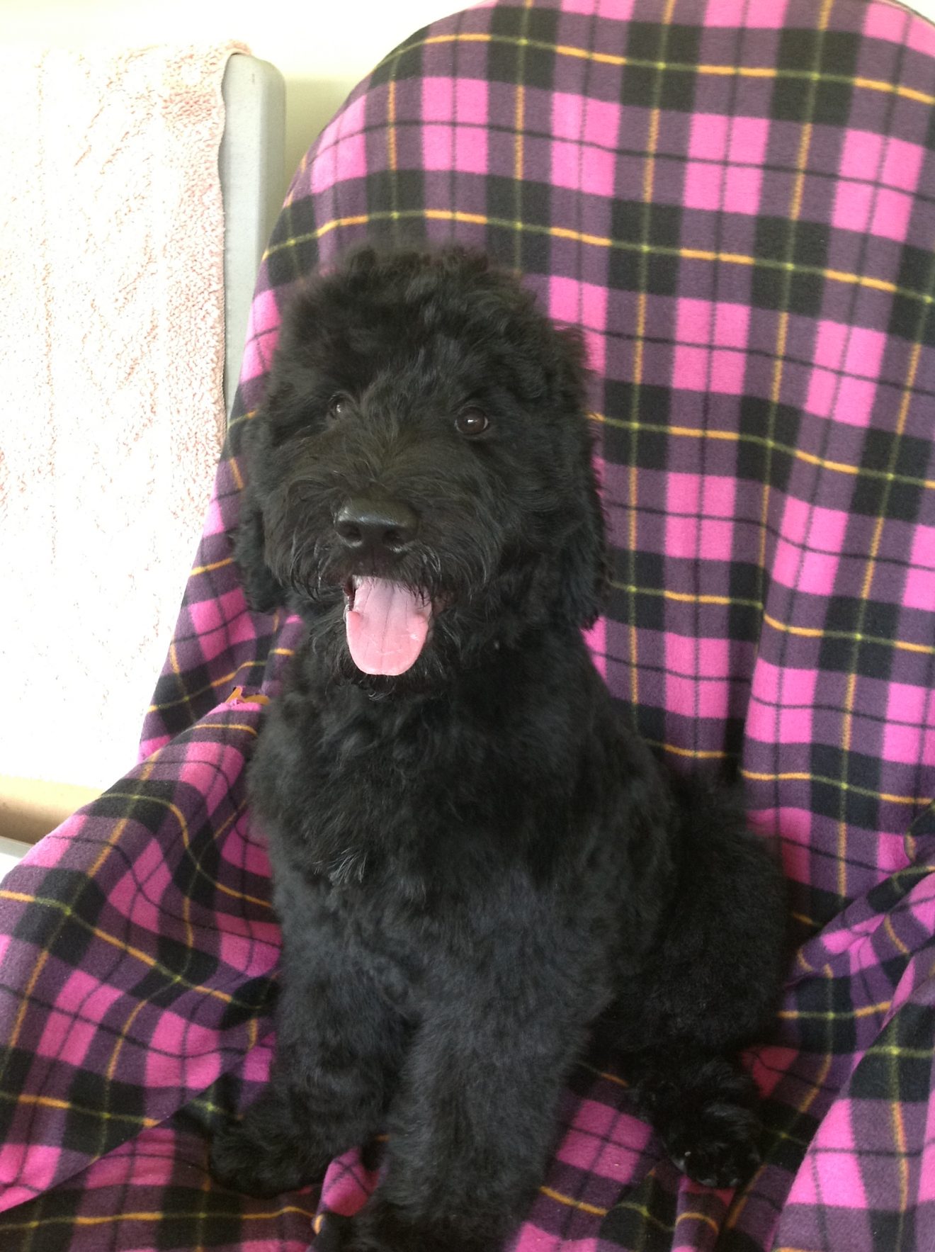 Giant Schnoodle Breeders & Puppies for Sale in Raleigh NC | Pierce ...