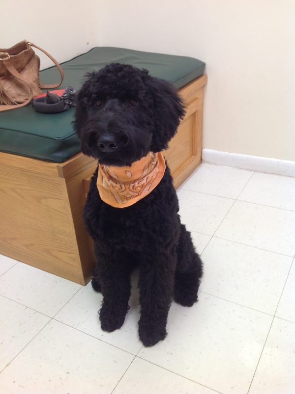 Giant Schnoodle Breeders & Puppies for Sale in Raleigh NC | Pierce ...