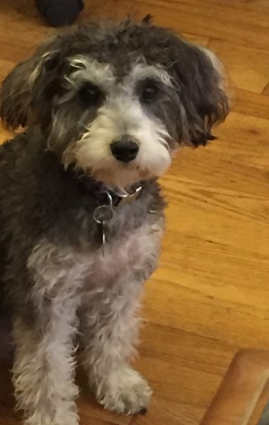 Gable Ingber Update - Pierce Schnoodles