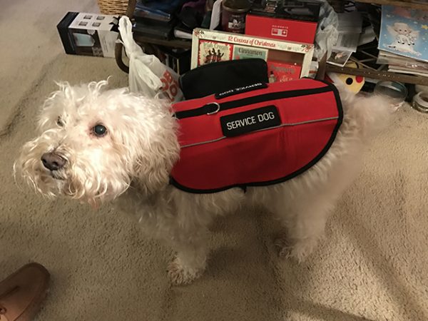 Jasper Zurich is a certified service dog! - Pierce Schnoodles