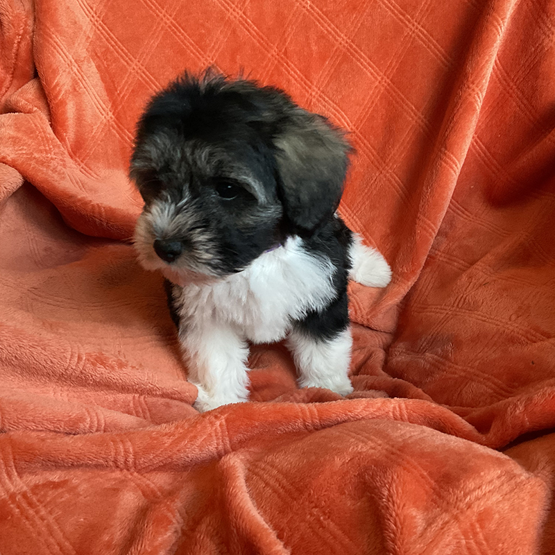 Miniature Schnoodle Puppies For Sale in Raleigh NC | Pierce Schnoodles