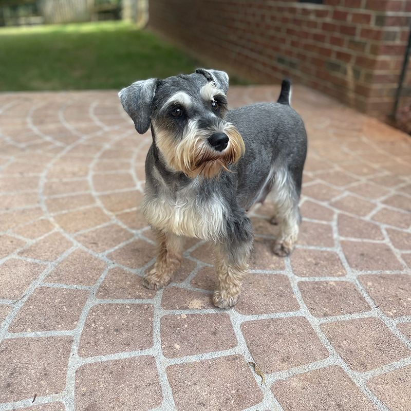 Mini Schnoodles for Sale - Puppies for Adoption in Raleigh NC
