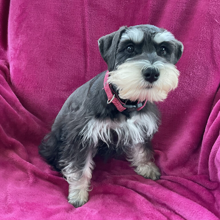 Mini Schnoodles for Sale - Puppies for Adoption in Raleigh NC