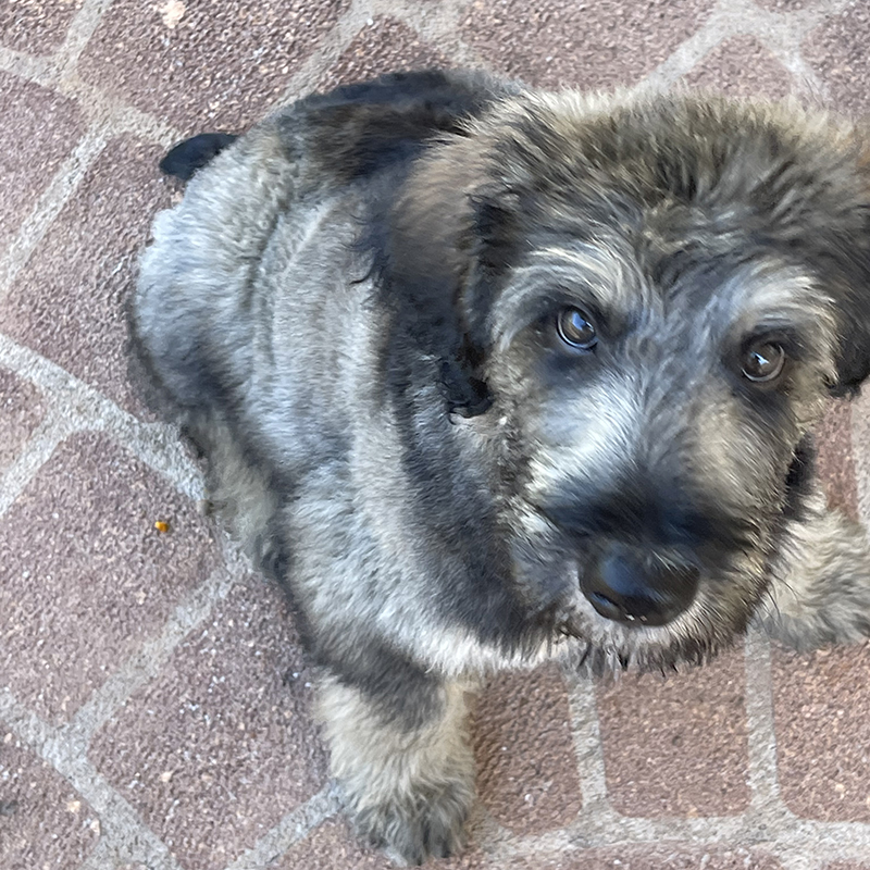 Giant & Mini Schnoodle Puppies for Sale in NC | Pierce Schnoodles