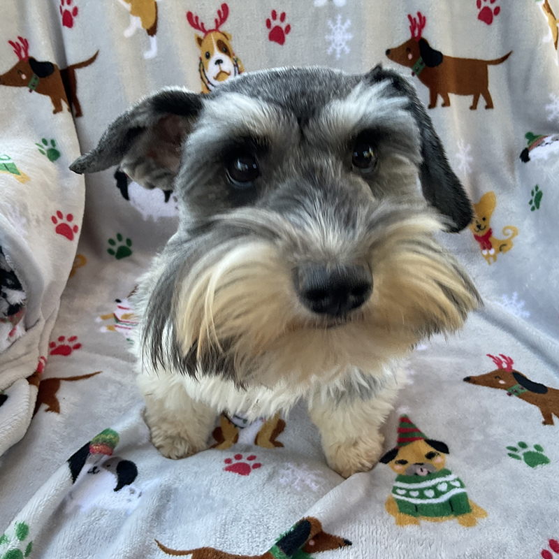 Mini Schnoodles for Sale - Puppies for Adoption in Raleigh NC