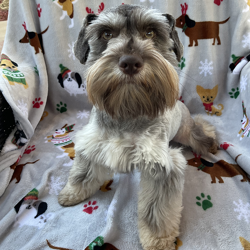 Mini Schnoodles for Sale - Puppies for Adoption in Raleigh NC
