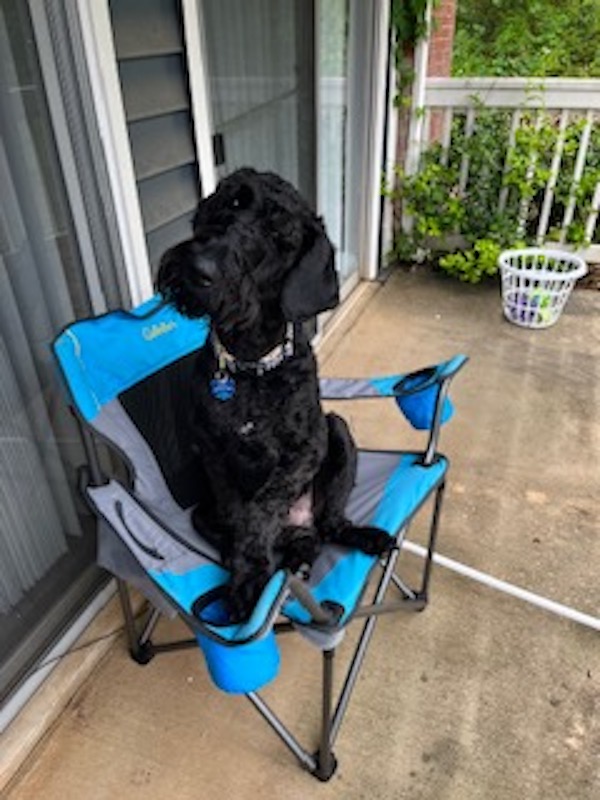 Sir Linton Update - Pierce Schnoodles