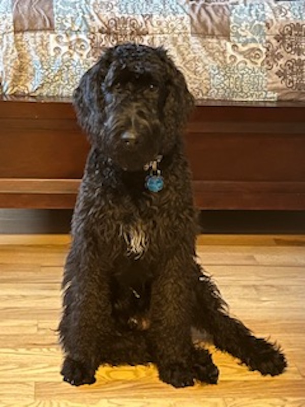 Sir Linton Update - Pierce Schnoodles