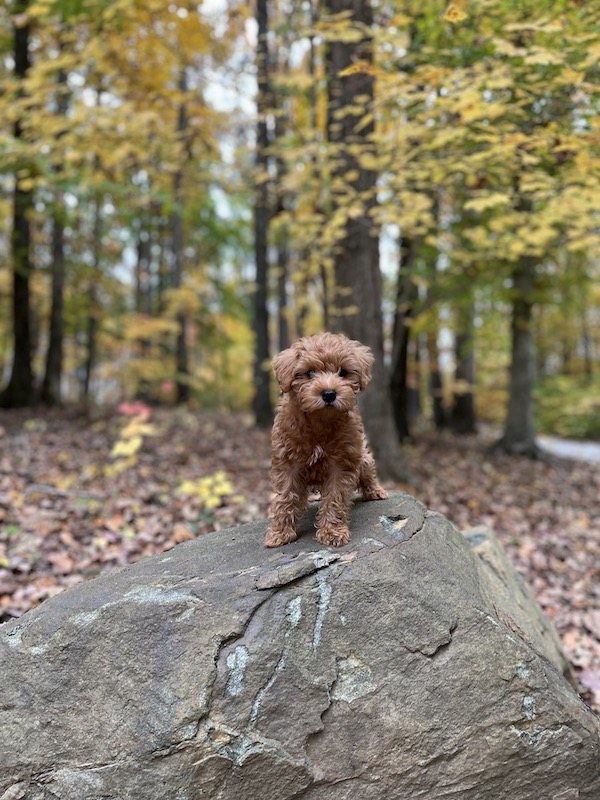 Kirby Update - Pierce Schnoodles