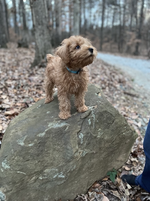 Kirby Update - Pierce Schnoodles