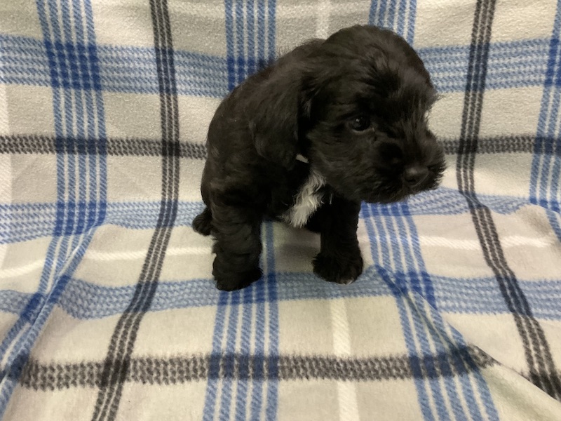 Shiloh's March 2023 Litter - Pierce Schnoodles