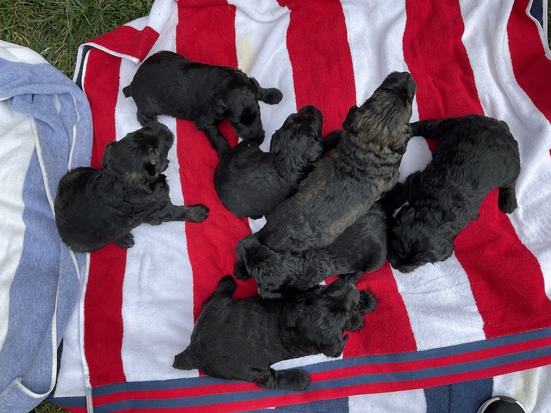 Ingrid's May 2023 Litter - Pierce Schnoodles