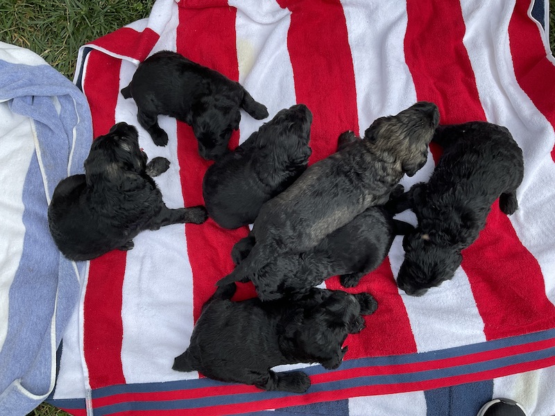 Ingrid's May 2023 Litter - Pierce Schnoodles