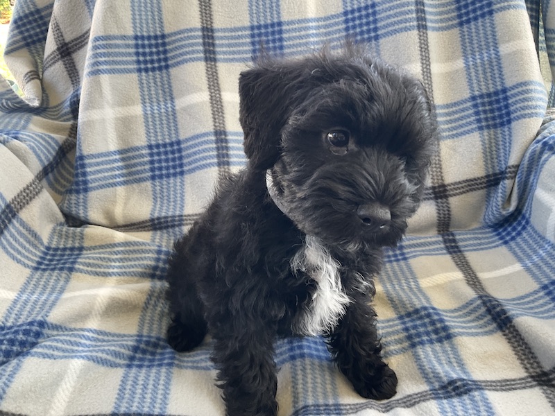 Shiloh's March 2023 Litter - Pierce Schnoodles