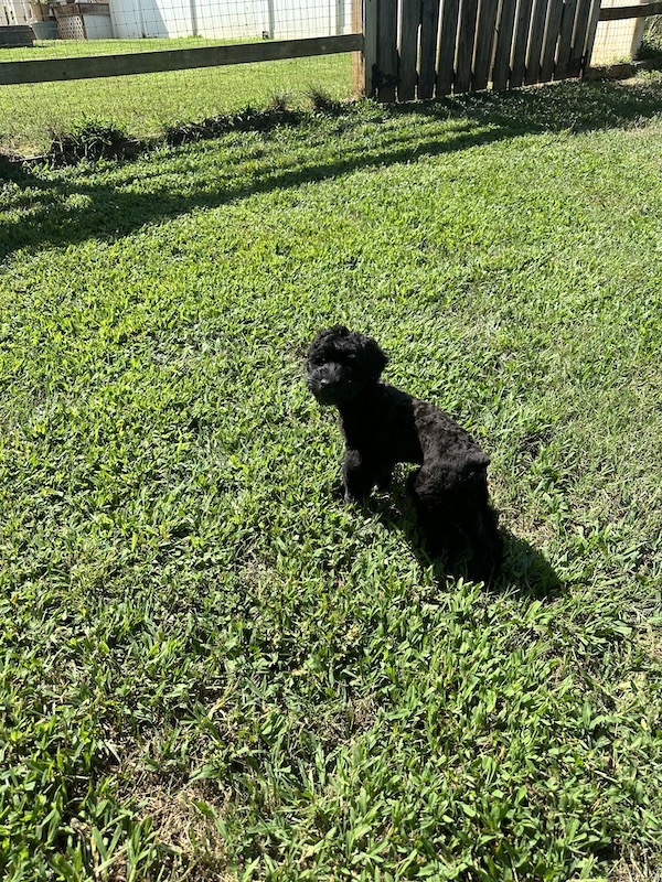 Oakley Comes to Board! - Pierce Schnoodles