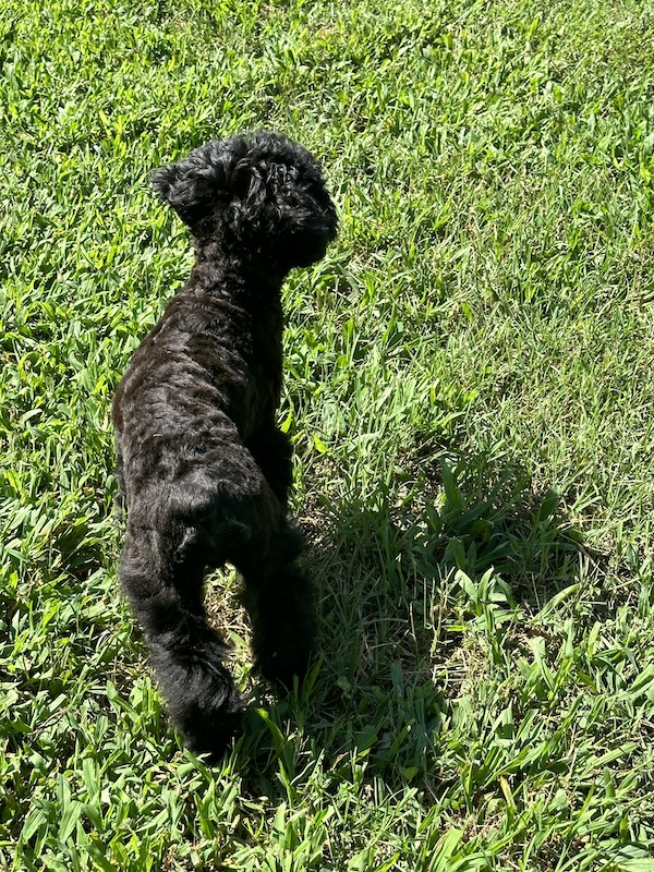 Oakley Comes to Board! - Pierce Schnoodles
