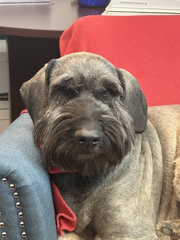 Ingrid - Pierce Schnoodles