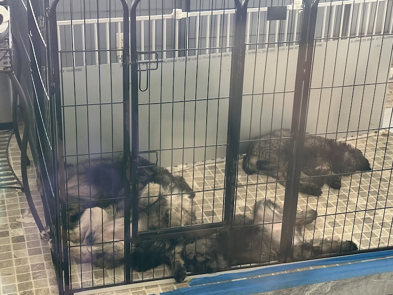 Ingrid's November 2024 Litter - Pierce Schnoodles